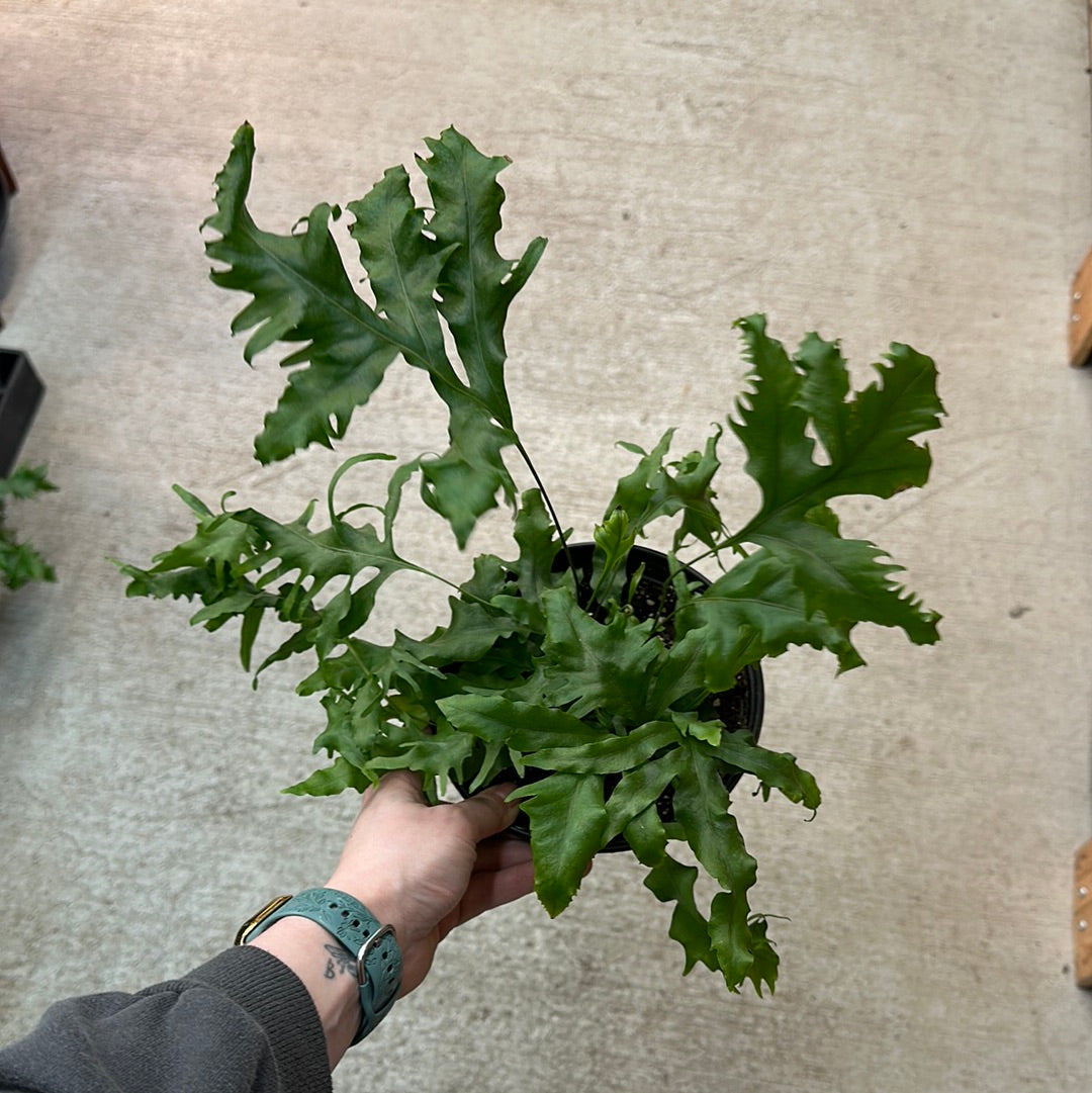 Phymatosorus scolopendria 'Hawaiian Sunshine' 6" - Footed Fern – Kent ...