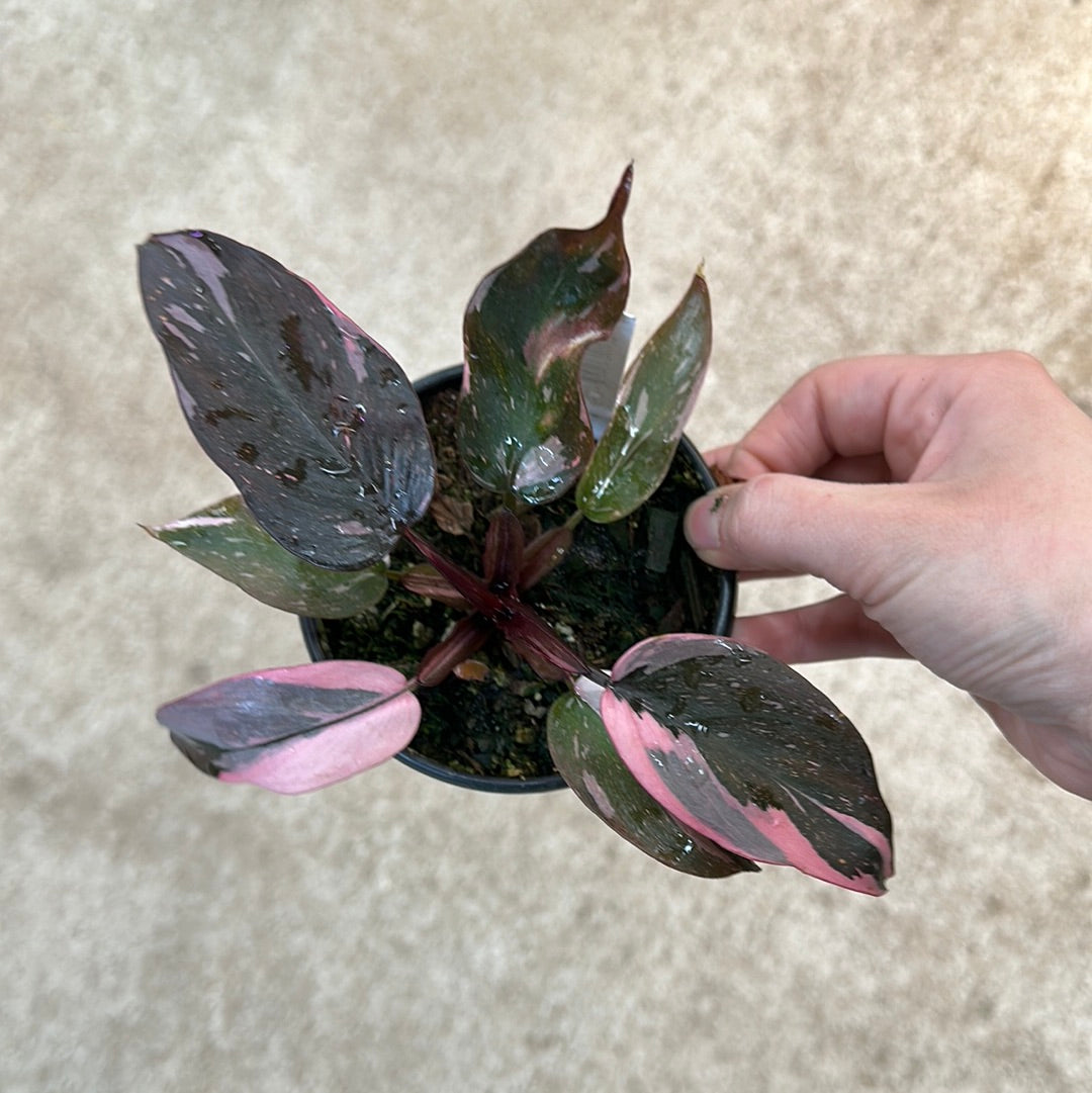 Philodendron Pink Princess Marble 4" – Kent East Hill Nursery