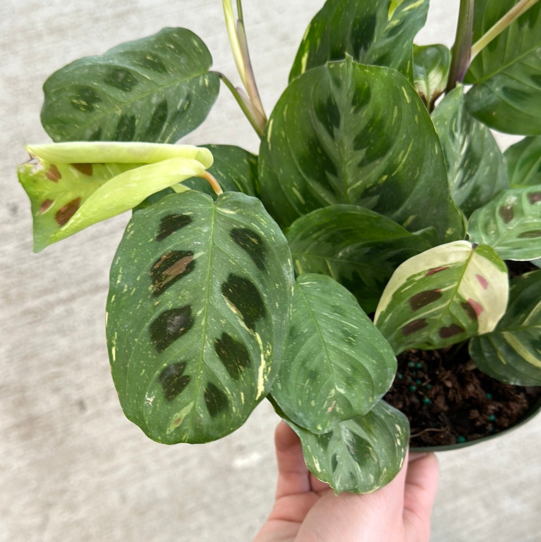 Maranta Beauty Kim 6" - Variegated Prayer Plant – Kent East Hill Nursery