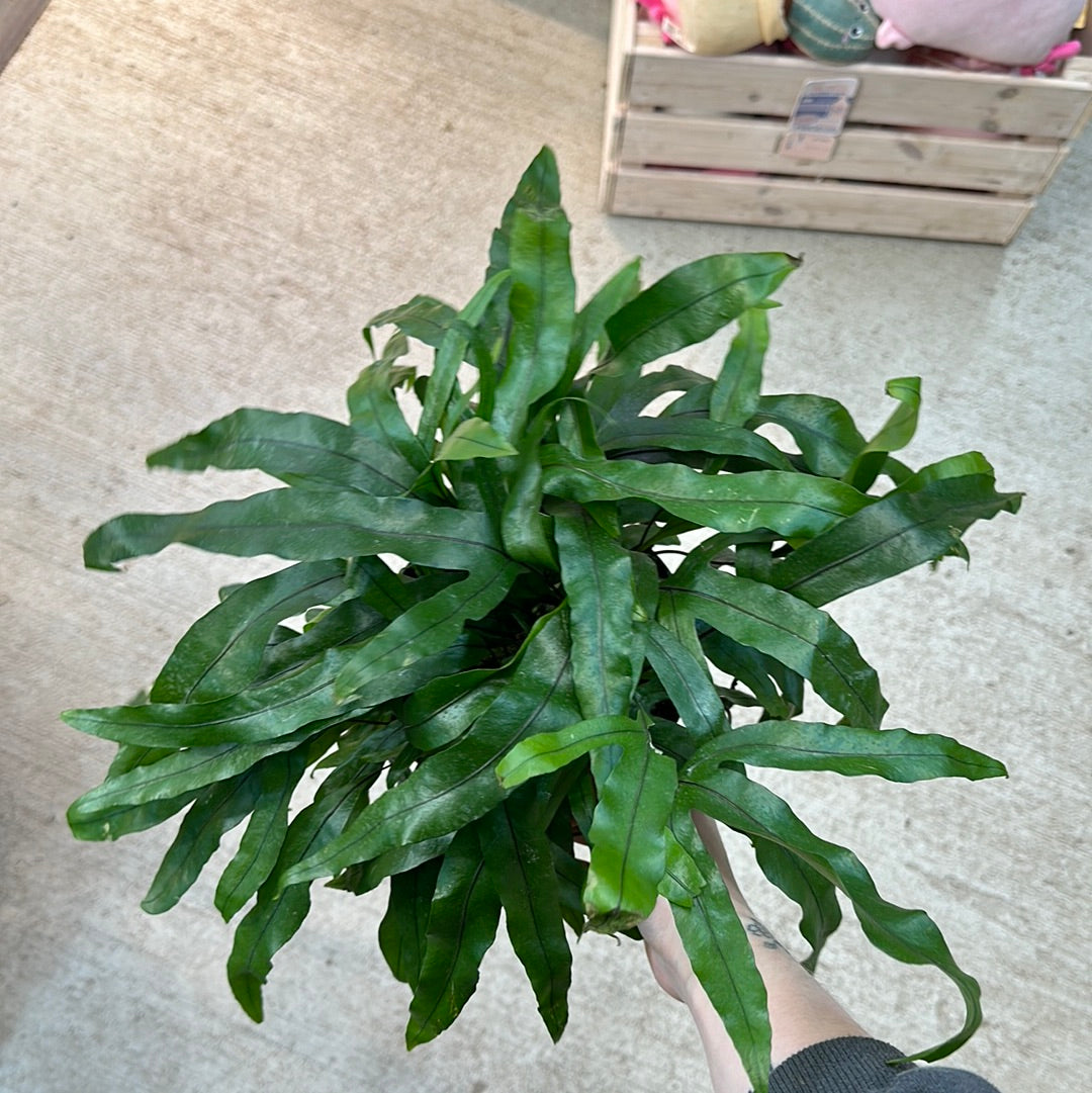 Microsorum diversifolium 6" - Kangaroo Fern – Kent East Hill Nursery