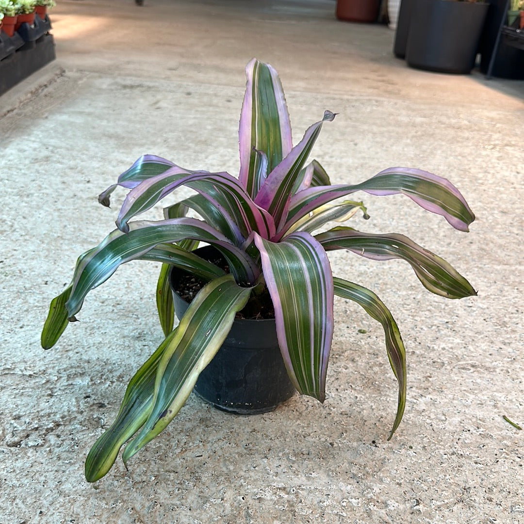 Vriesea 'Pink Magic' 6" - Bromeliad – Kent East Hill Nursery