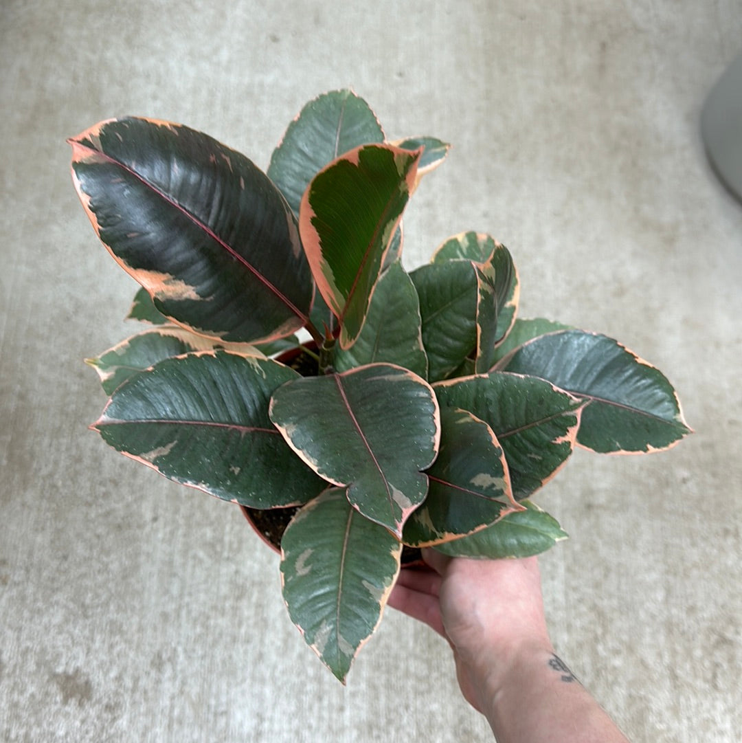 Ficus 'Ruby' 6" - Ruby Rubber Plant – Kent East Hill Nursery