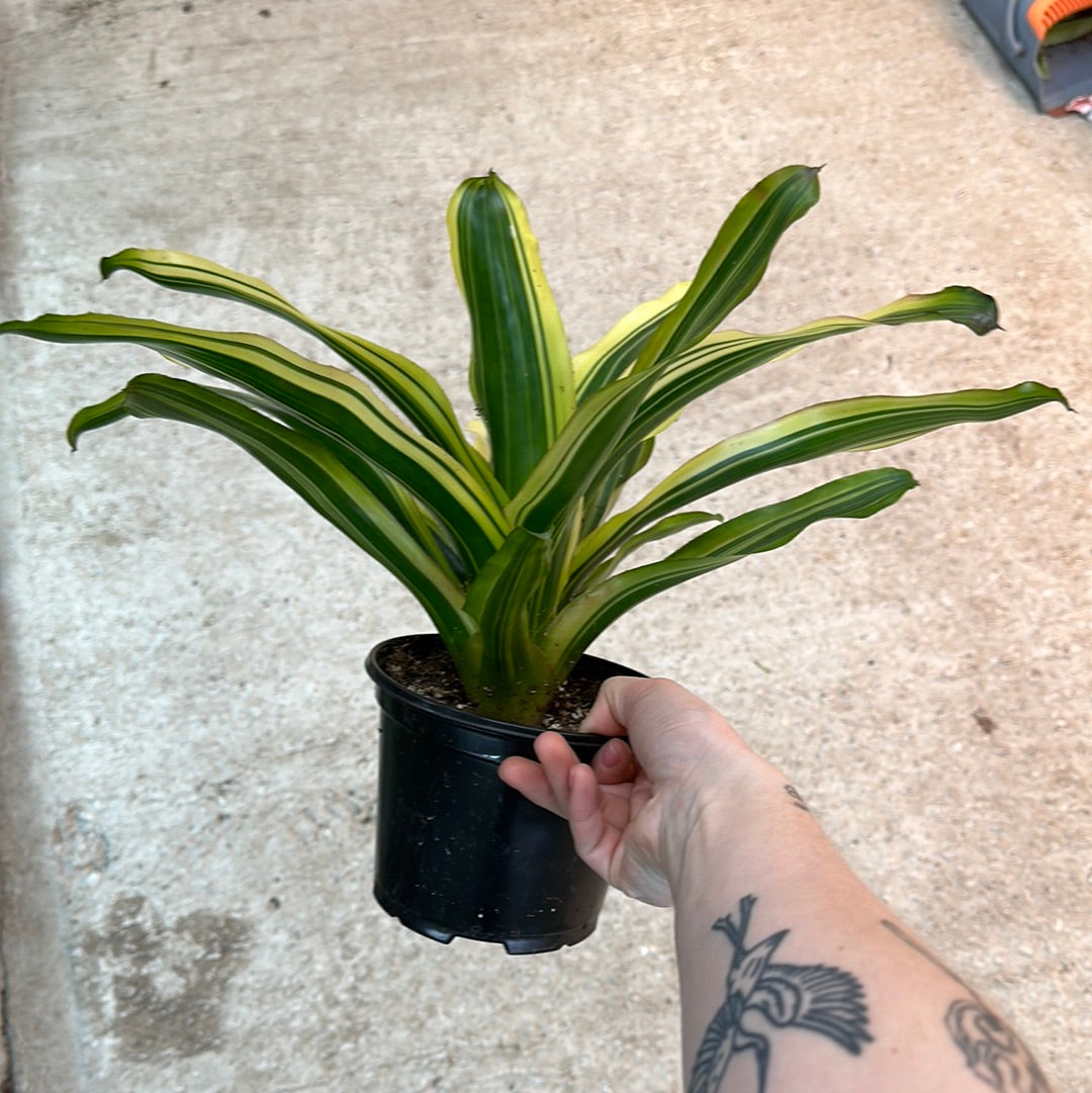 Neoregelia magalii variegated 6" - Bromeliad – Kent East Hill Nursery