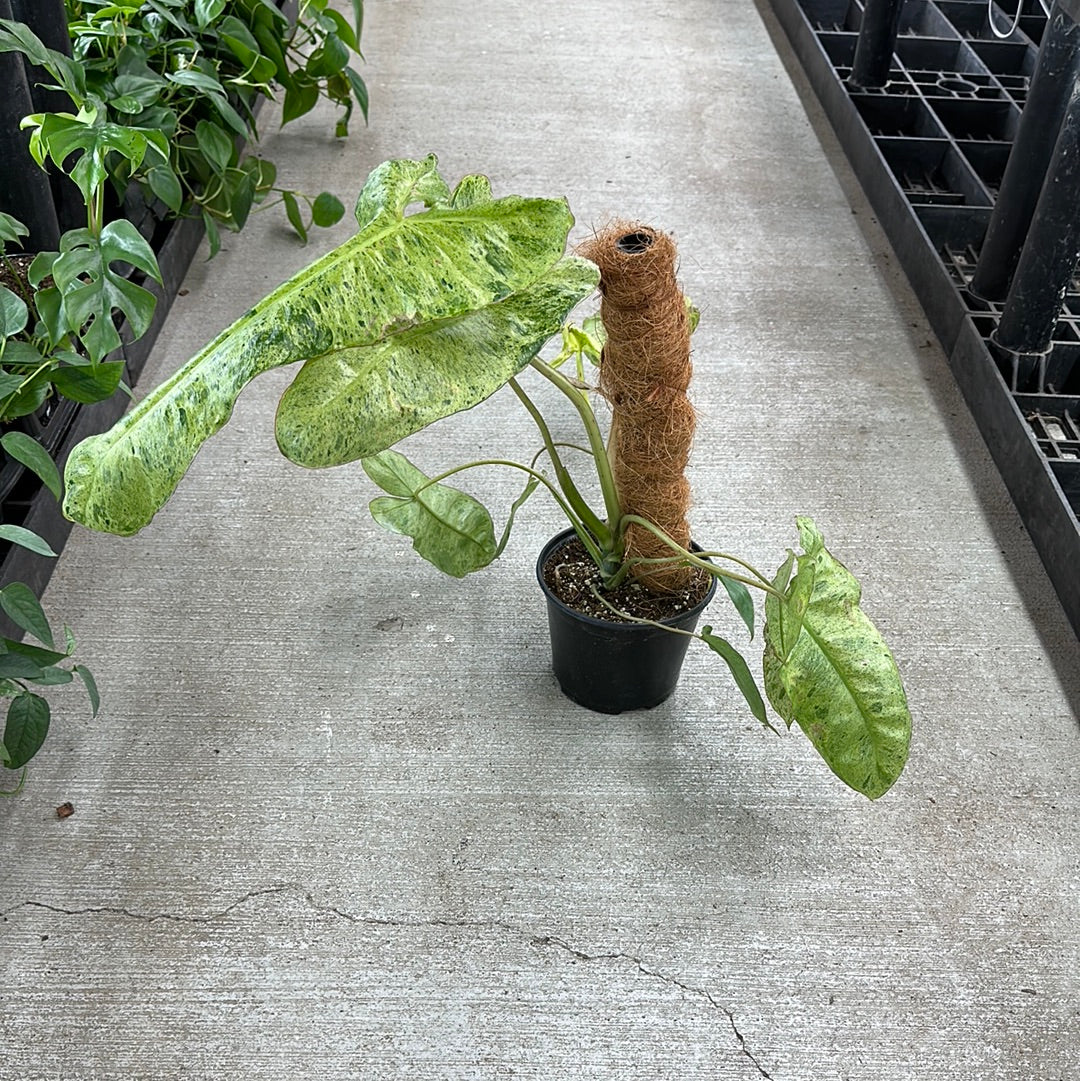 Philodendron Paraiso Verde 6" – Kent East Hill Nursery