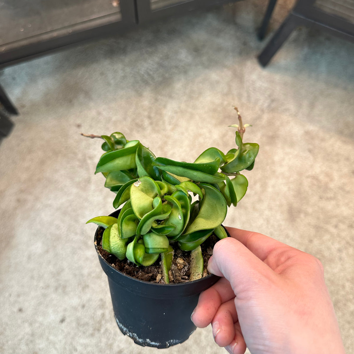 Hoya carnosa 'Compacta' 4" - Rope Wax Plant – Kent East Hill Nursery