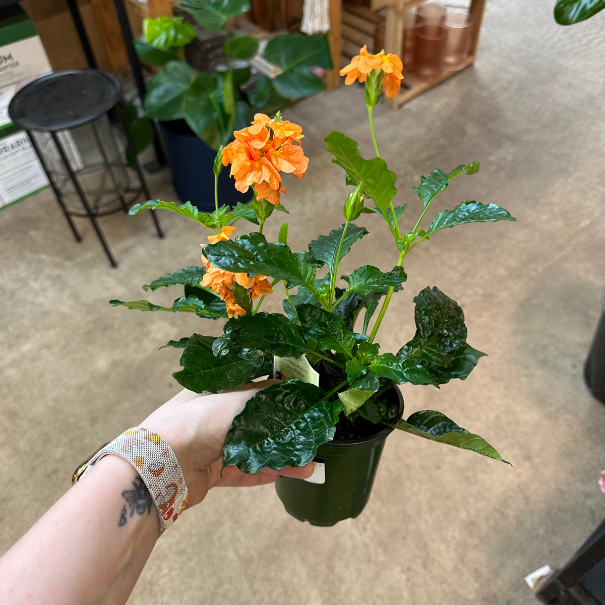 Crossandra Sundance 4" - Firecracker Flower – Kent East Hill Nursery