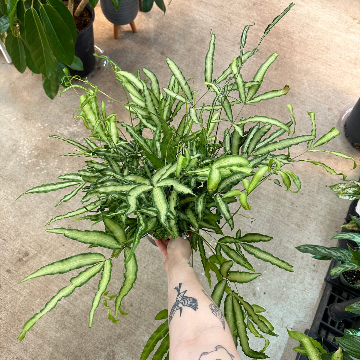 Pteris cretica 'Albolineata 6" - Silver Ribbon Fern – Kent East Hill ...
