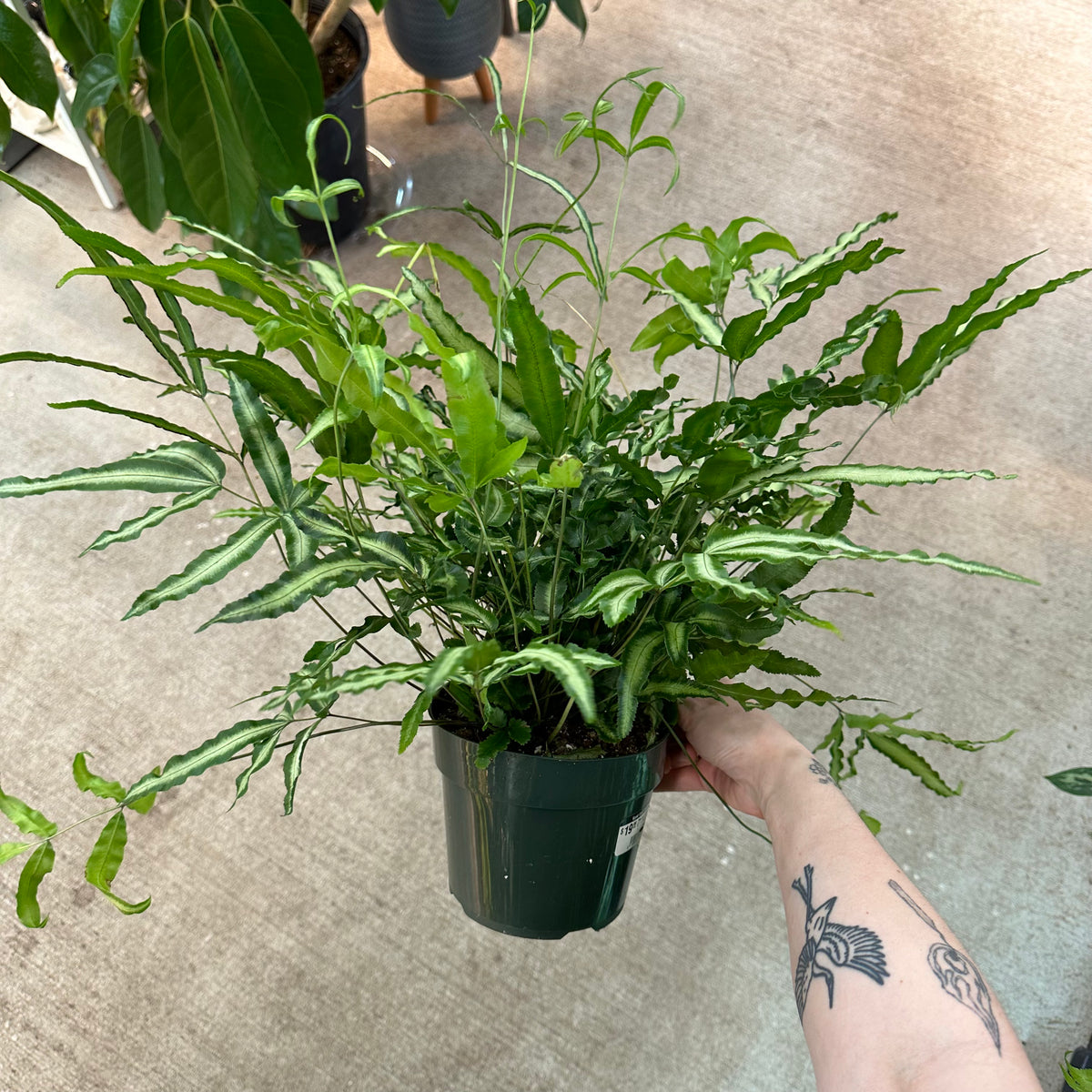Pteris cretica 'Albolineata 6" - Silver Ribbon Fern – Kent East Hill ...