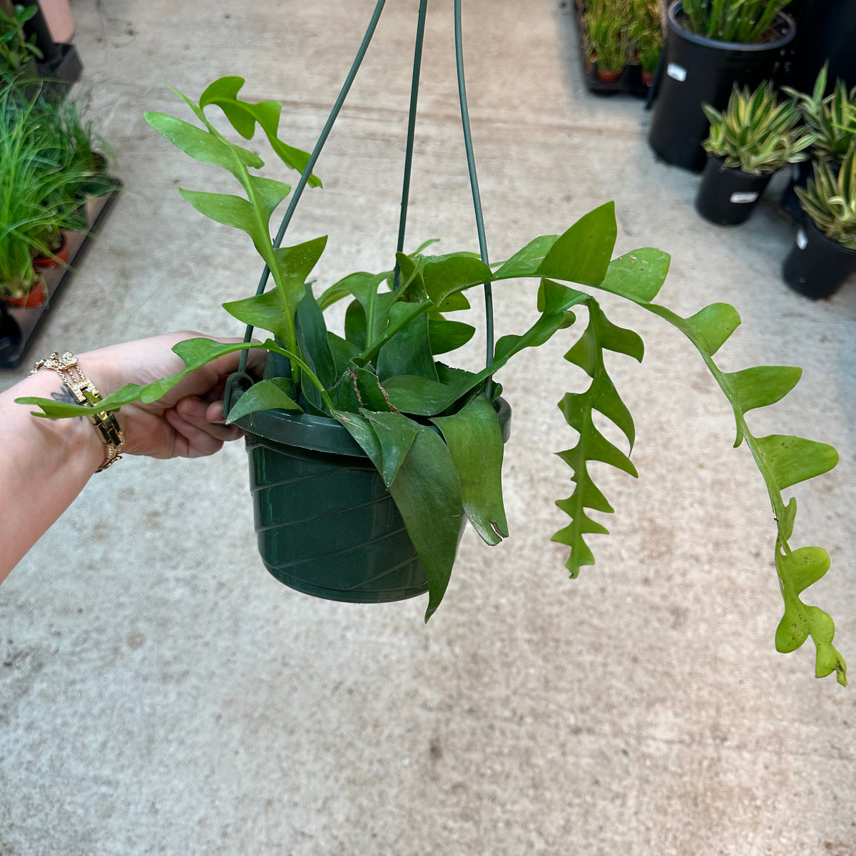 Selenicereus Chrysocardium 6" - Shark Tooth Cactus – Kent East Hill Nursery