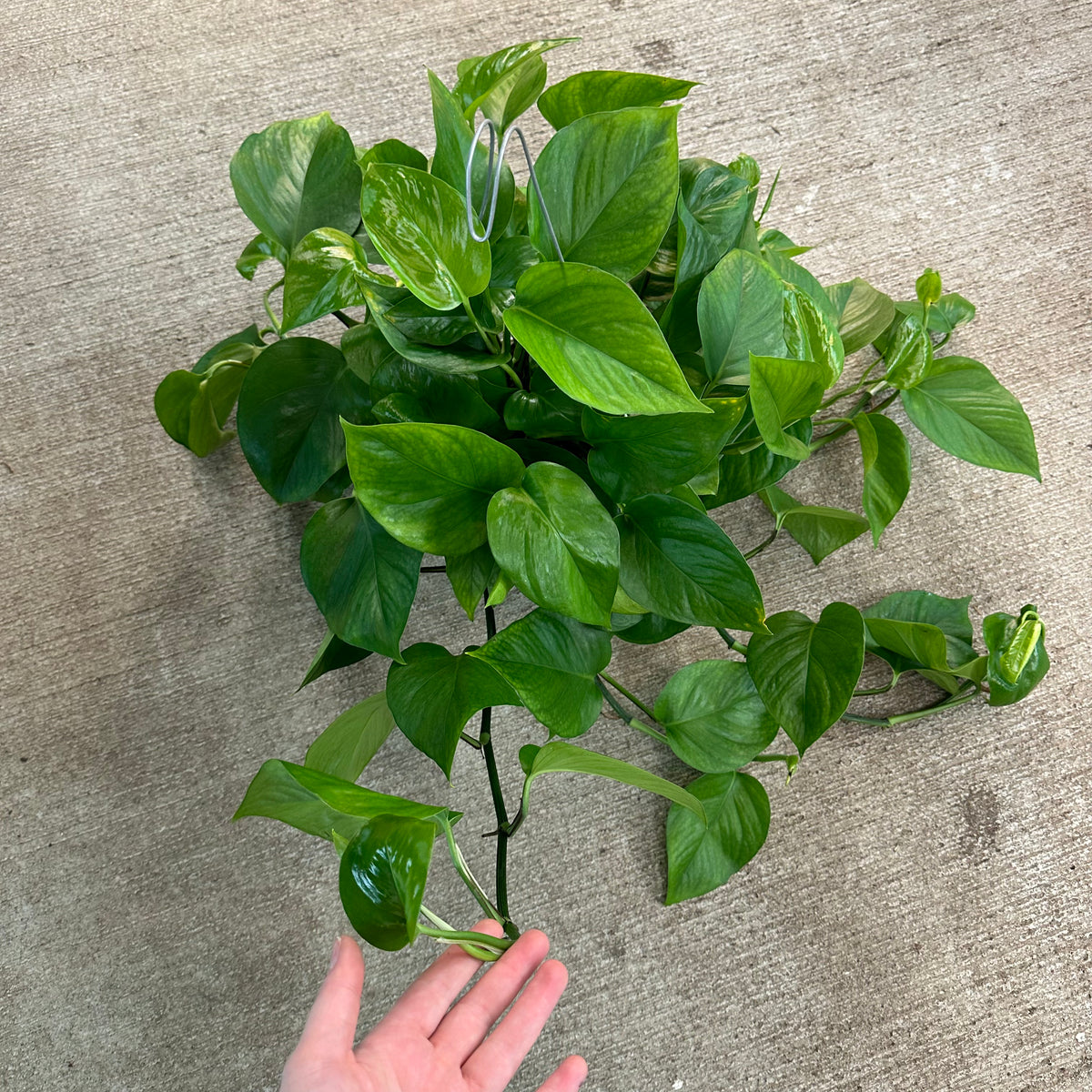 Epipremnum 'Jade' 6" HB - Jade Pothos – Kent East Hill Nursery