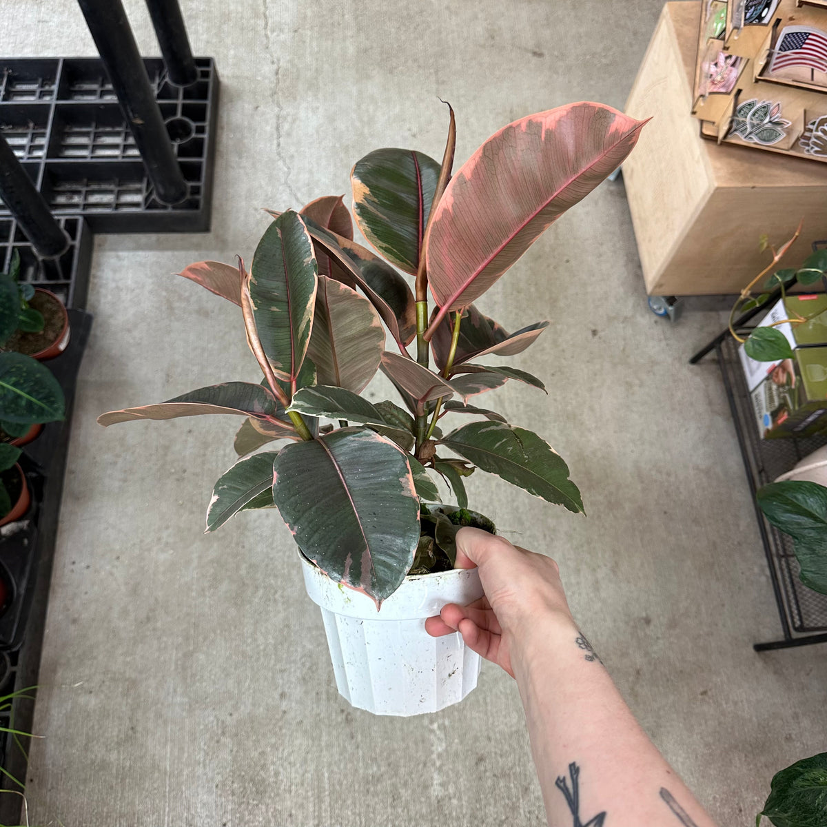 Ficus 'Ruby' 6" Premium - Ruby Rubber Plant – Kent East Hill Nursery
