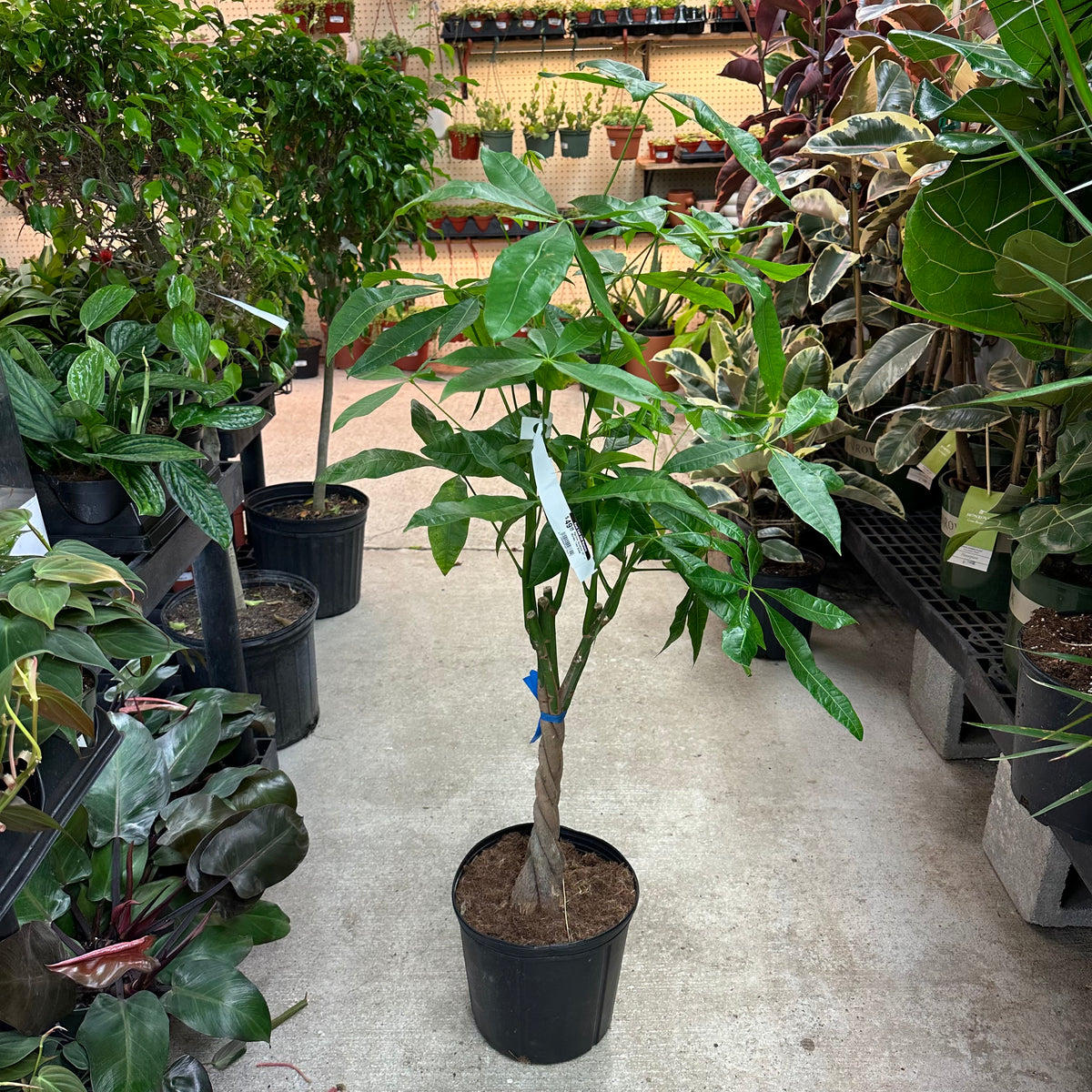 Pachira Aquatica 8" - Money Tree Braid – Kent East Hill Nursery