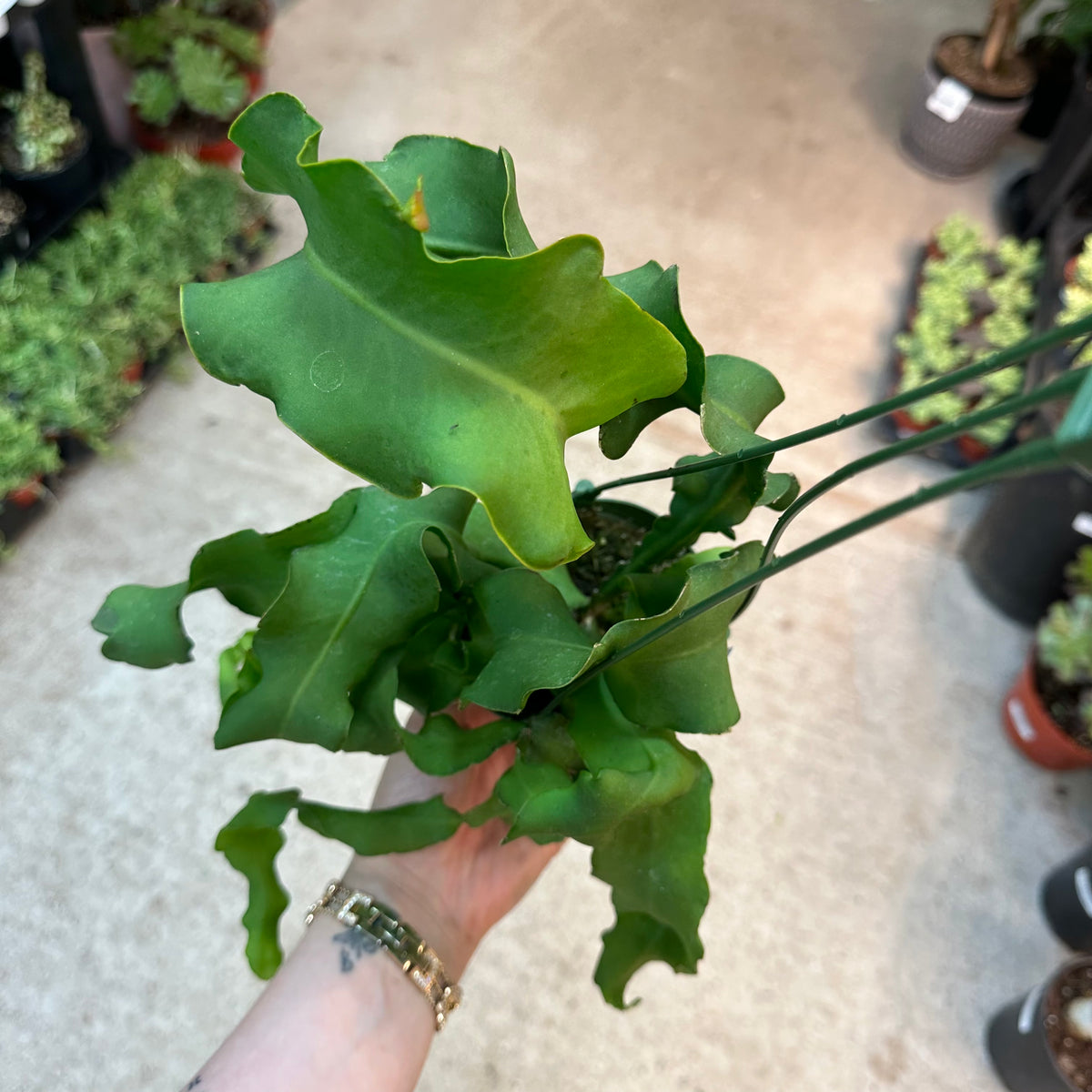 Epiphyllum guatemalense monstrose 4" - Curly Orchid Cactus – Kent East ...