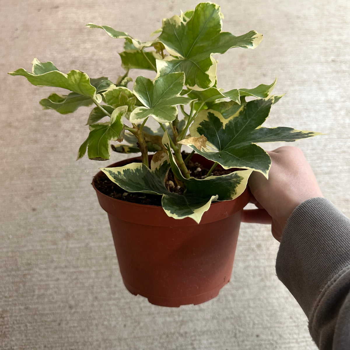Fatshedera sp. Liz 'Pia' Variegated 6" - Tree Ivy – Kent East Hill Nursery
