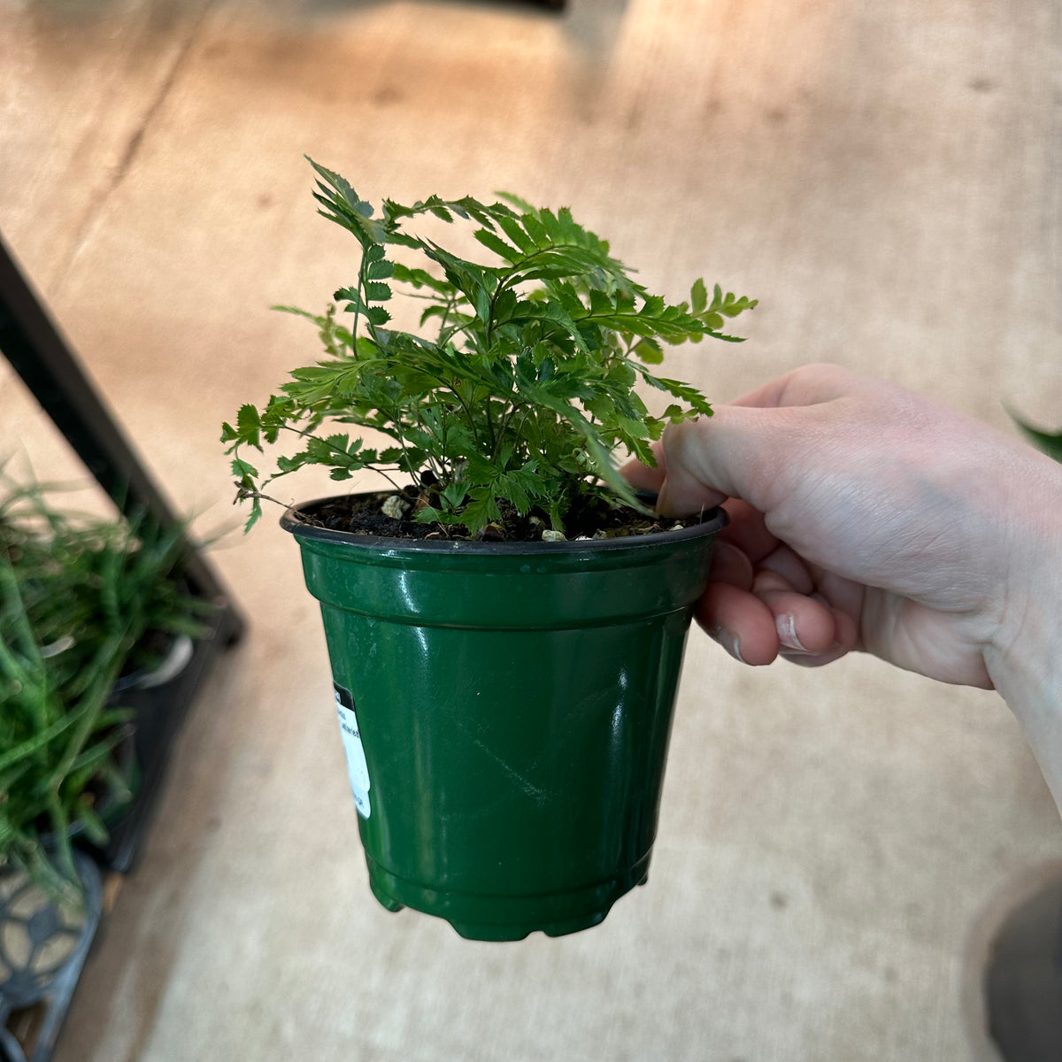 Rumohra adiantiformis 'Variegata' 4" - Leatherleaf Fern – Kent East ...