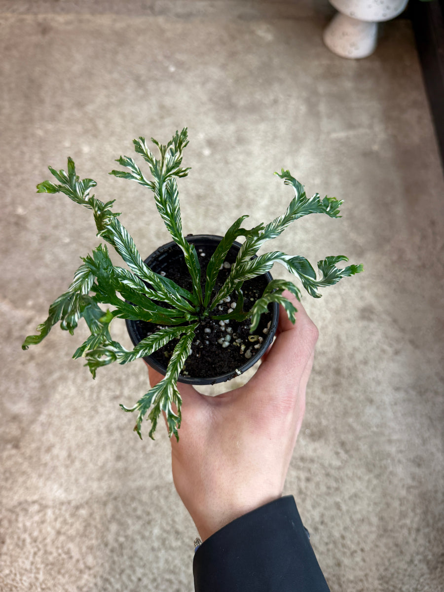 Asplenium Nidus Crissie 4" - Variegated Birdsnest Fern – Kent East Hill ...