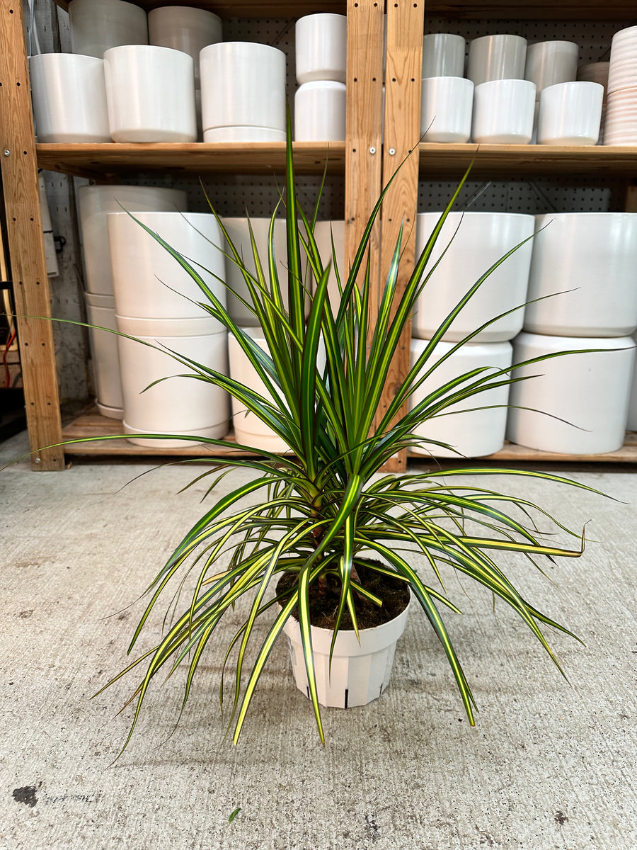 Dracaena Sunray 6" - Variegated Dragon Tree – Kent East Hill Nursery