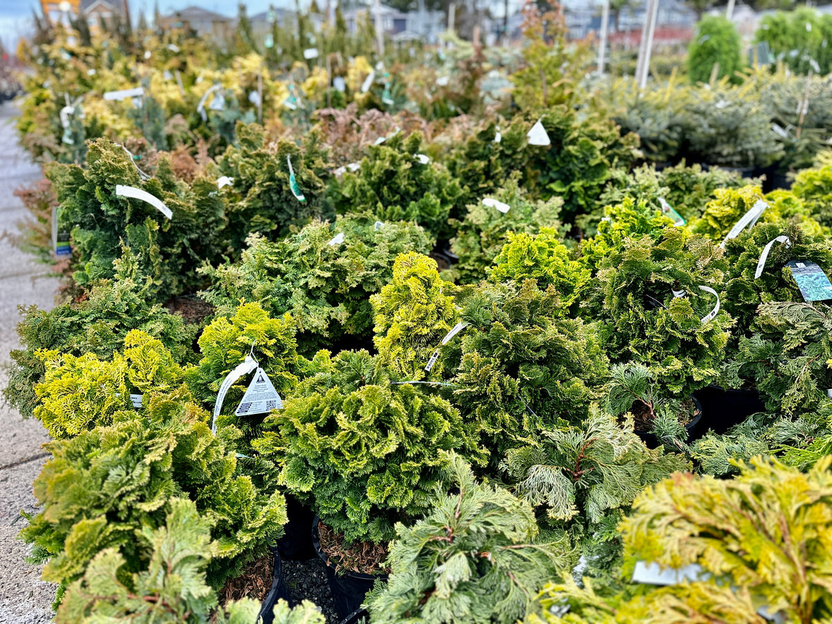 Kent East Hill Nursery Web Shop