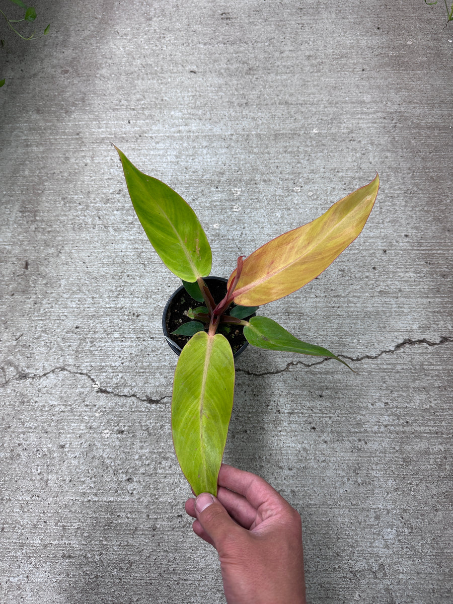 Philodendron Sun Red 4" – Kent East Hill Nursery