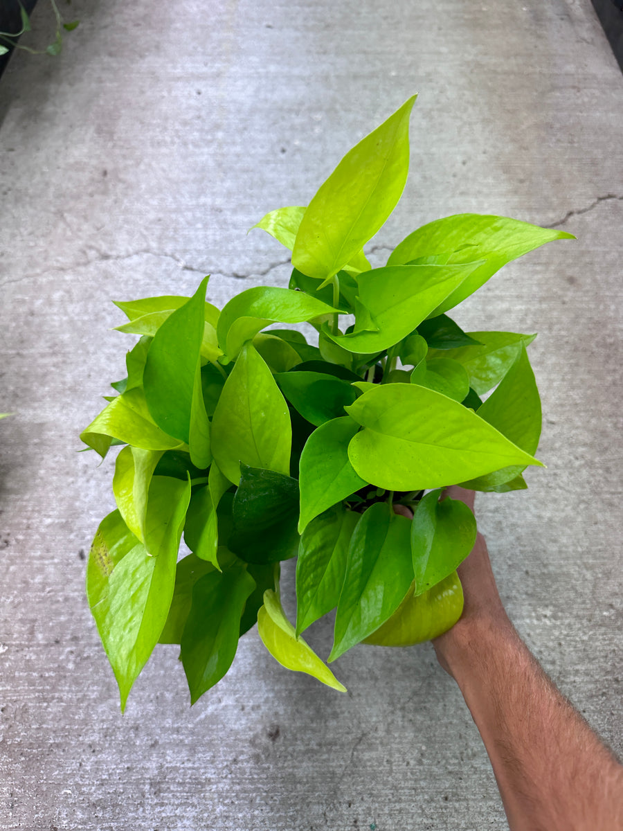 Epipremnum aureum neon 6" - Neon Pothos – Kent East Hill Nursery