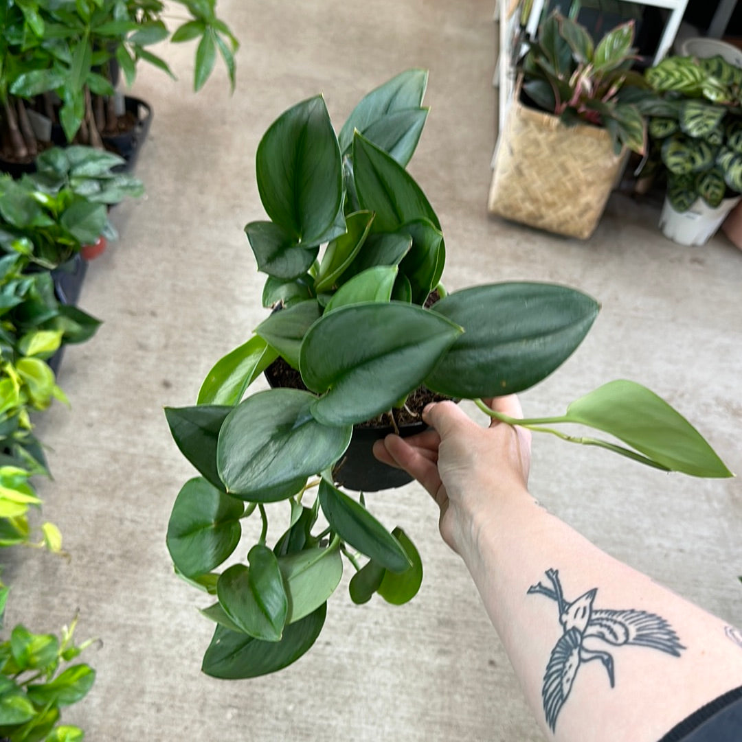 Scindapsus treubii 'Moonlight' 6" - Sterling Silver Pothos – Kent East ...