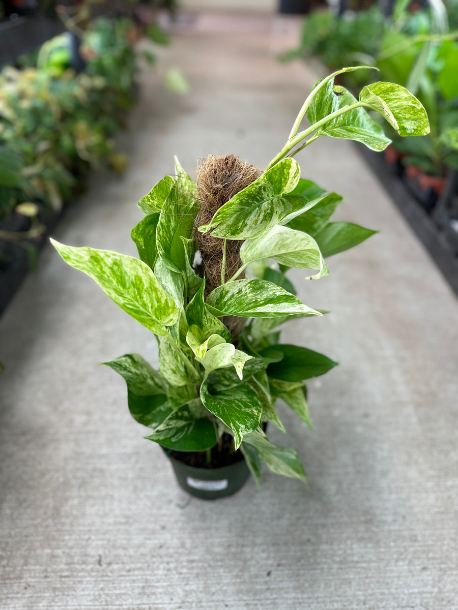 Epipremnum Marble Queen Moss Pole 6" - Marble Queen Pothos – Kent East ...
