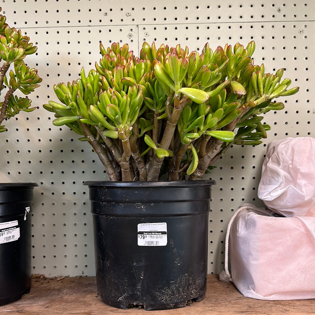 Crassula ovata Hobbit 10" - Hobbit Jade Plant – Kent East Hill Nursery