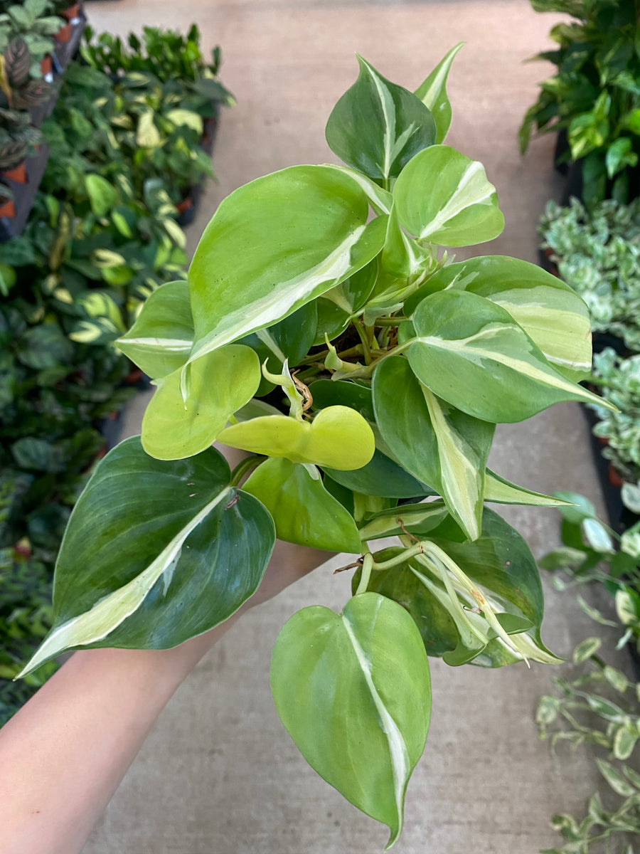 Philodendron Silver Stripe 4" – Kent East Hill Nursery