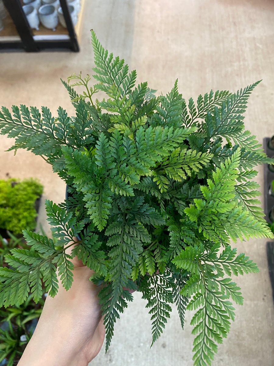 Davallia fejeensis 6" - Rabbit Foot Fern – Kent East Hill Nursery