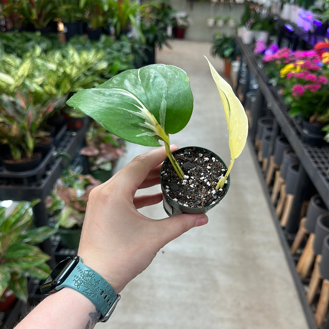 Pothos Mutant Manjula 2" – Kent East Hill Nursery