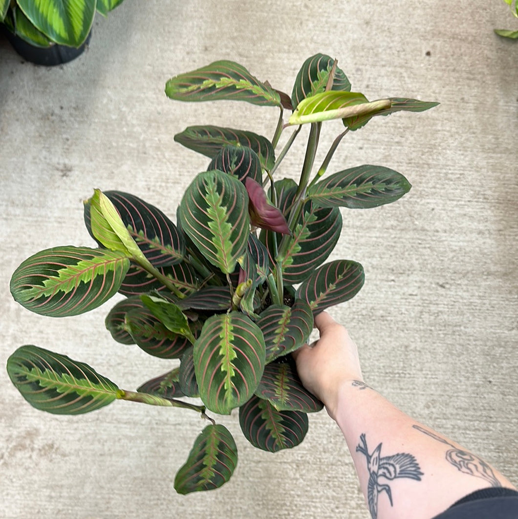 Maranta Red 6" - Prayer Plant – Kent East Hill Nursery