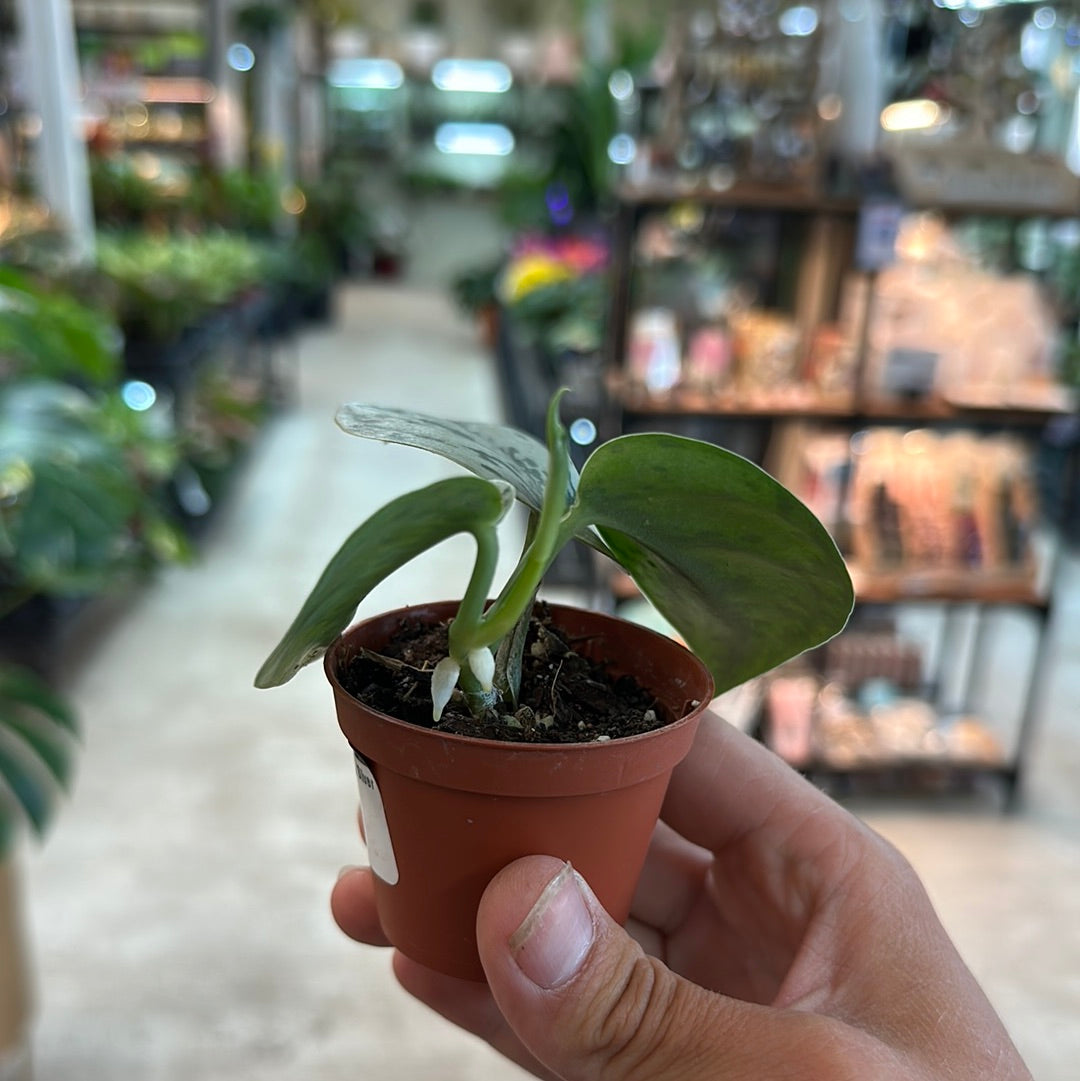 Scindapsus pictus 'Silver Lady' 2" – Kent East Hill Nursery