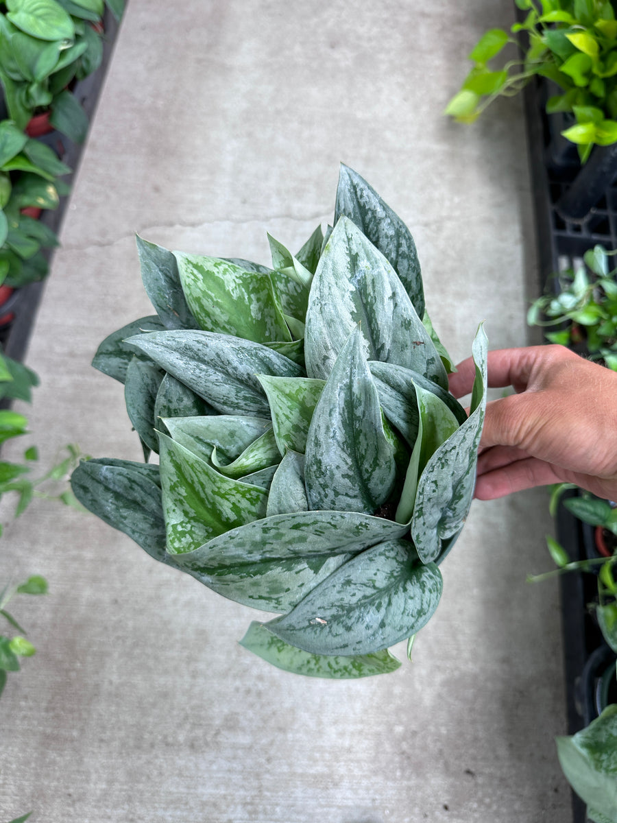 Scindapsus sp. 6" - Satin Pothos – Kent East Hill Nursery