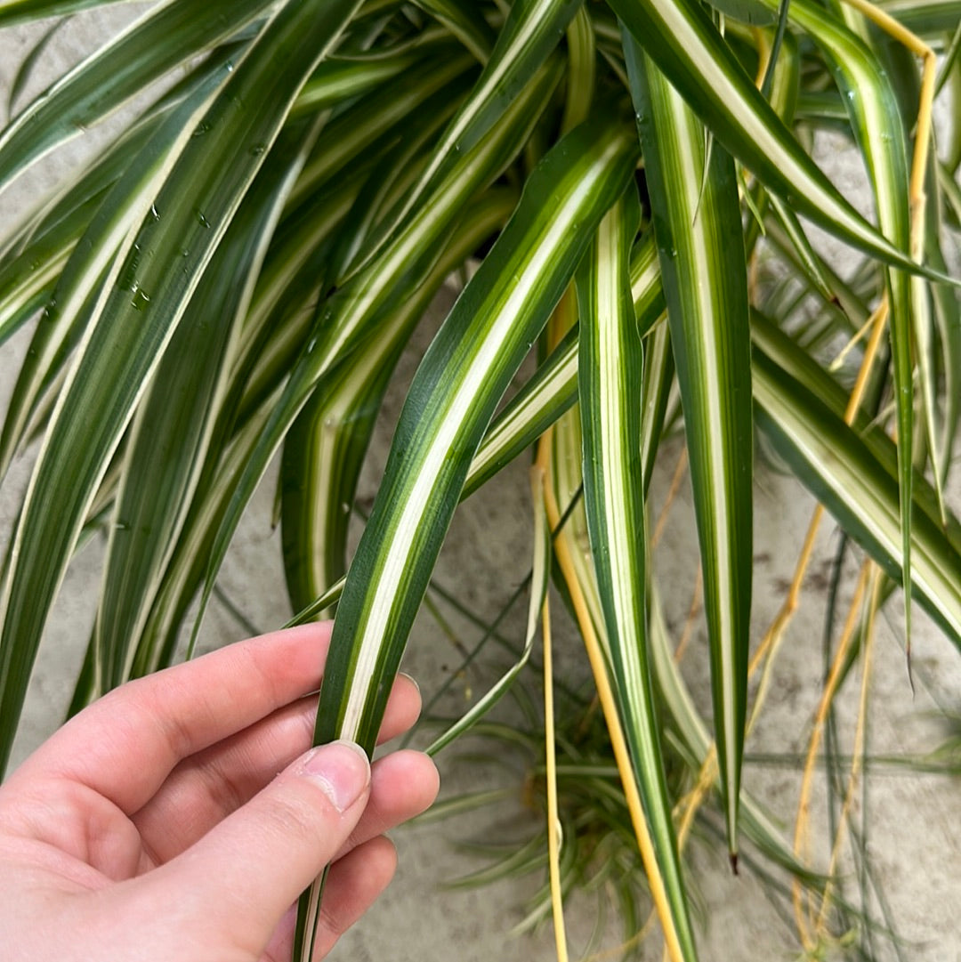 Chlorophytum sp. 10" HB - Spider Plant Assorted – Kent East Hill Nursery