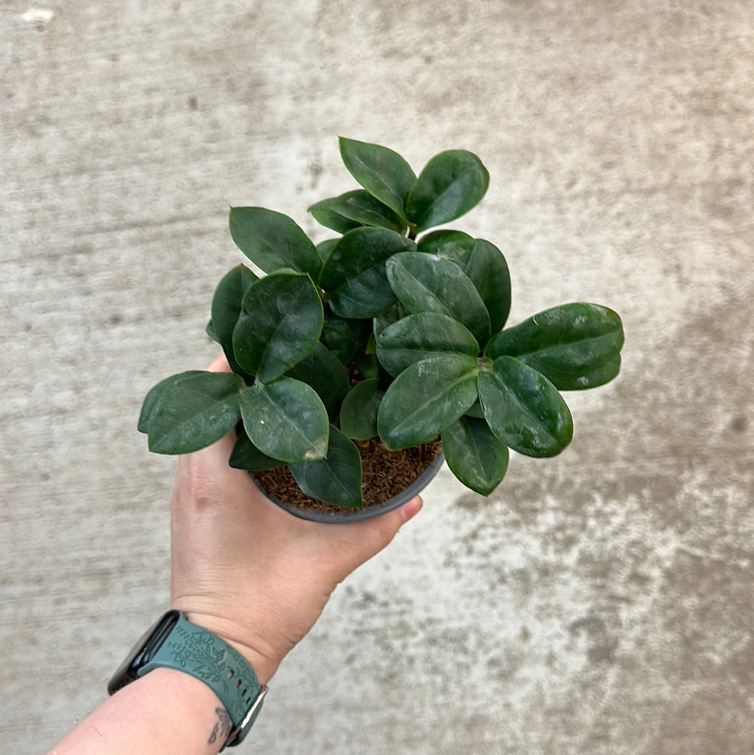 Zamio Zamioculcas 'Zenzi' 4" - Dwarf ZZ Plant – Kent East Hill Nursery