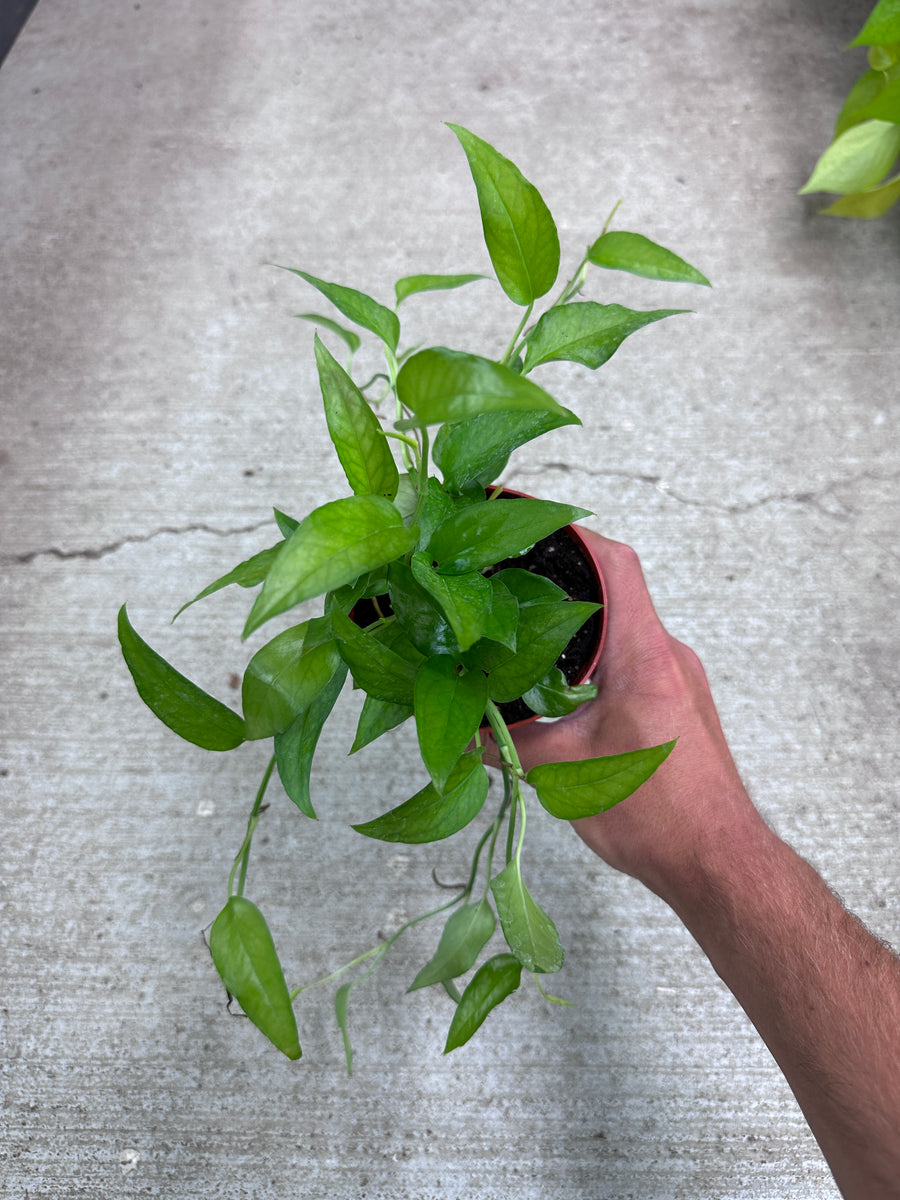 Epipremnum Skeleton Key 4" - Pothos – Kent East Hill Nursery