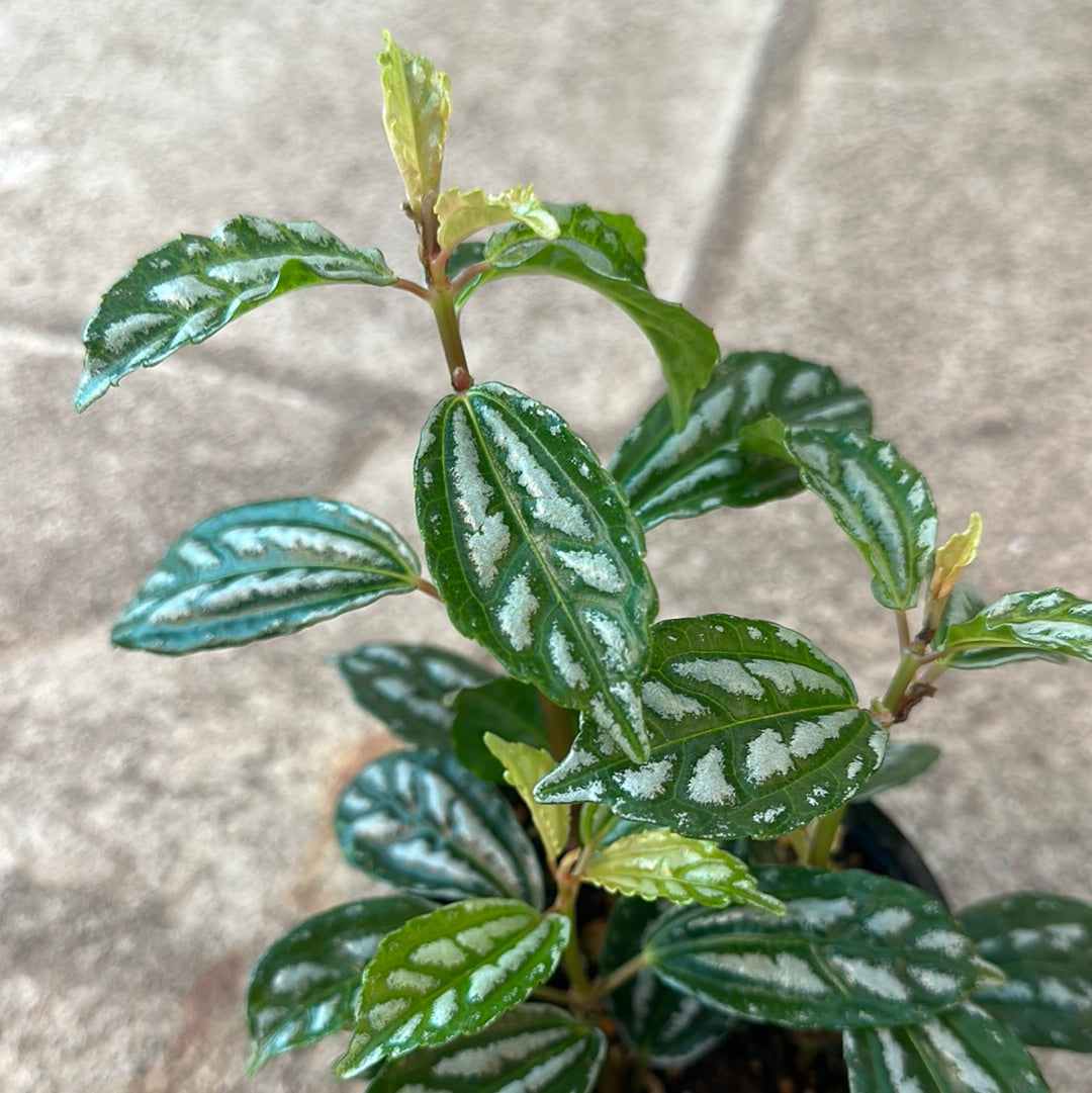 Pilea Aluminum 4" - Watermelon Pilea – Kent East Hill Nursery