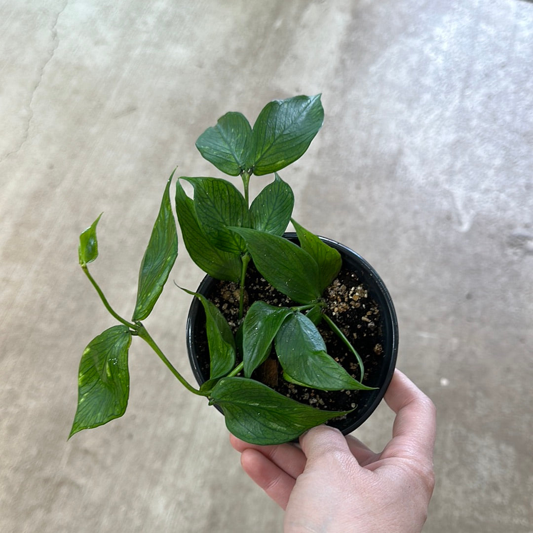 Hoya Polyneura 4" - Fishtail Hoya – Kent East Hill Nursery