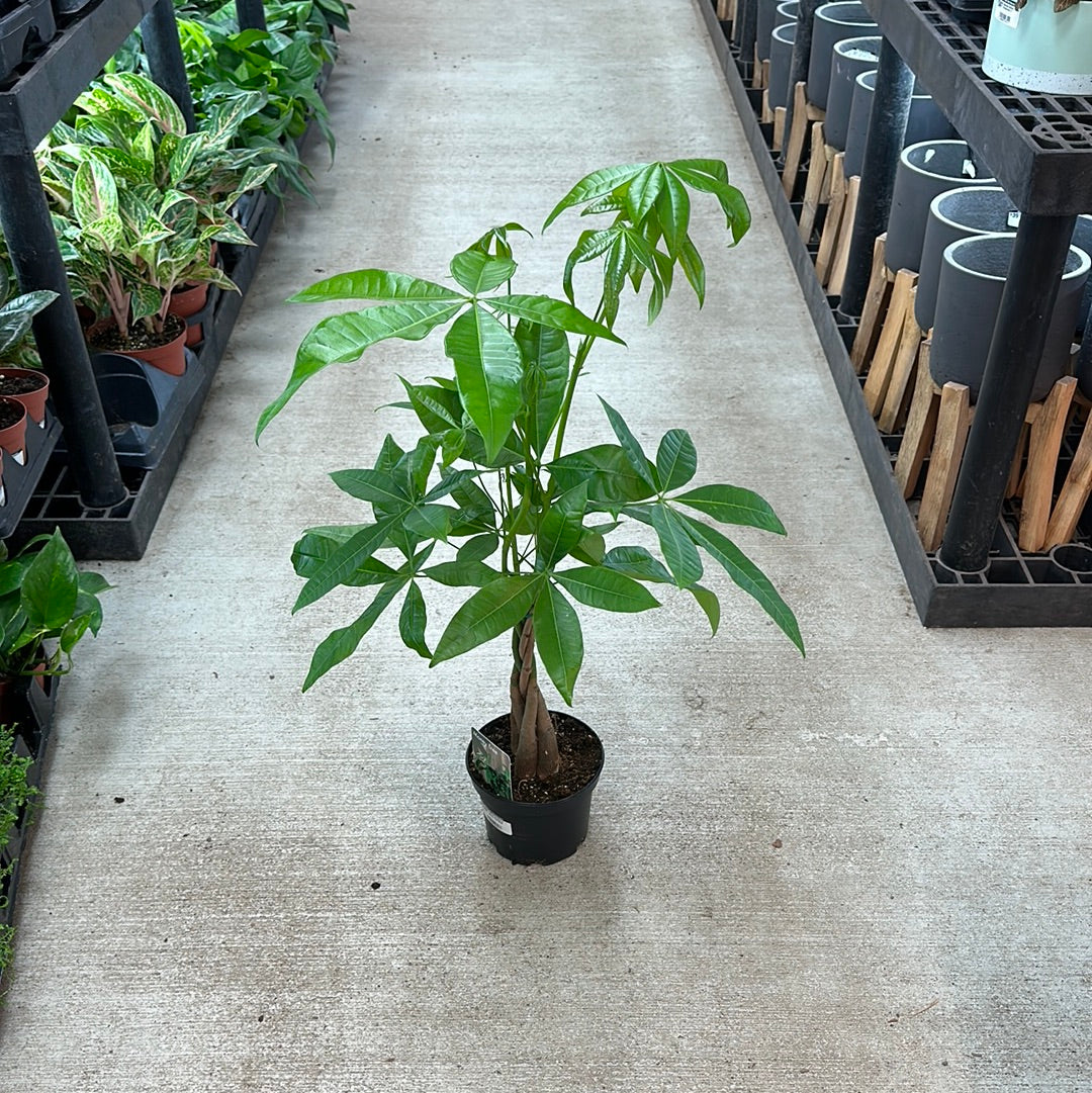 Pachira aquatica 6" - Money Tree Braid – Kent East Hill Nursery