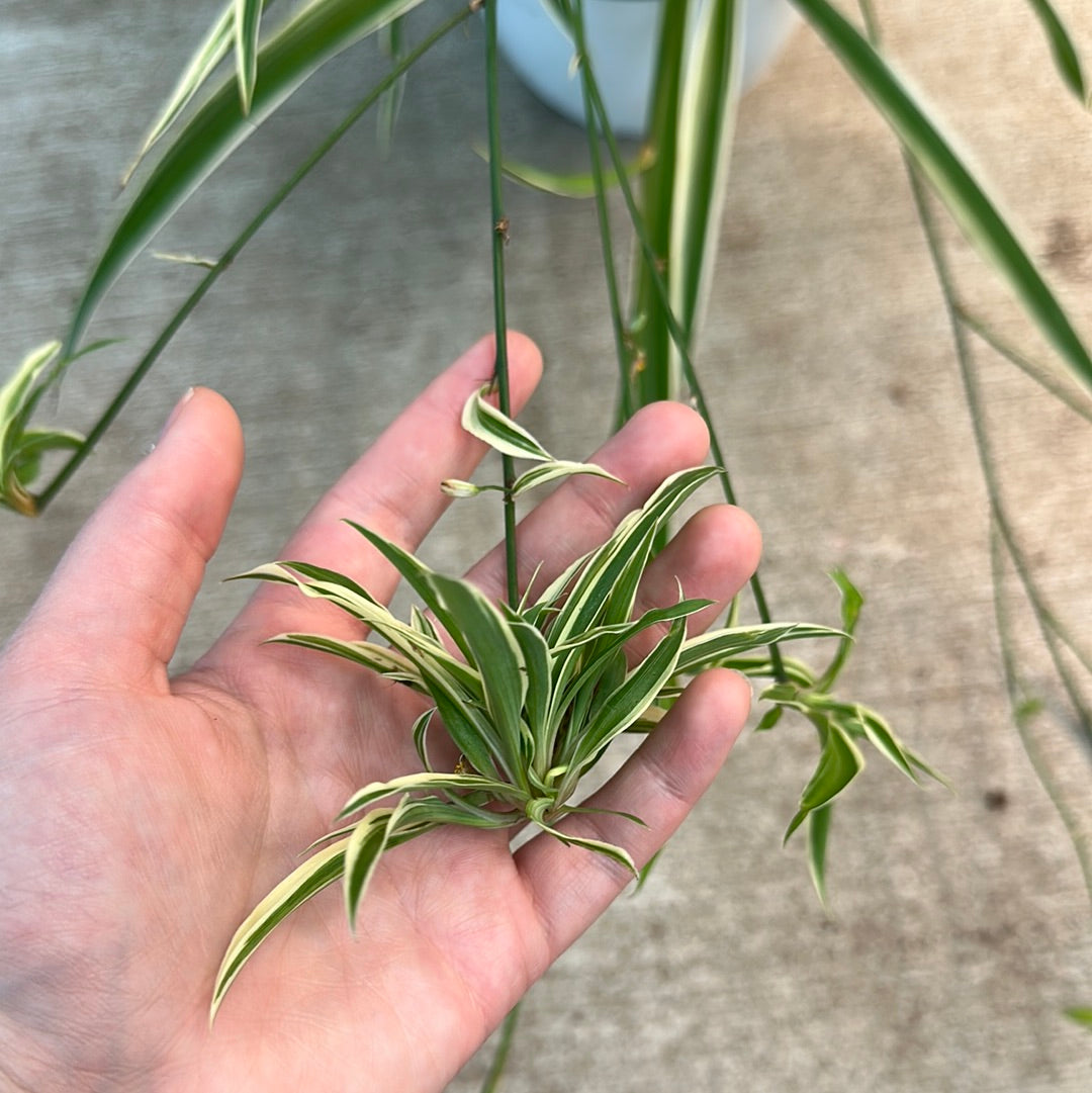 Chlorophytum sp. 8" - Spider Plant Variegated Basket – Kent East Hill ...