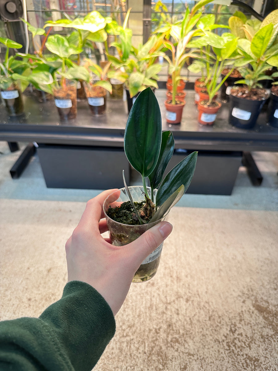 Scindapsus Treubii Dark Form Cup – Kent East Hill Nursery
