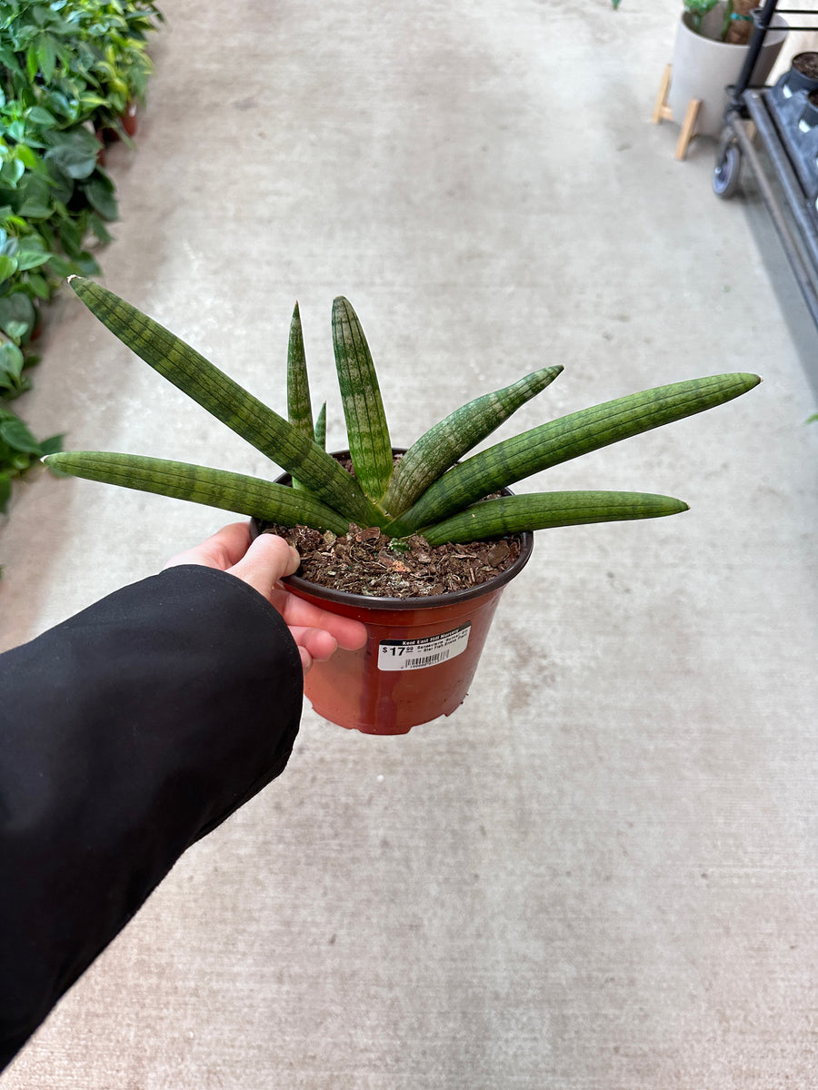 Sansevieria 'Boncel' 6in - Star Fish Snake Plant – Kent East Hill Nursery