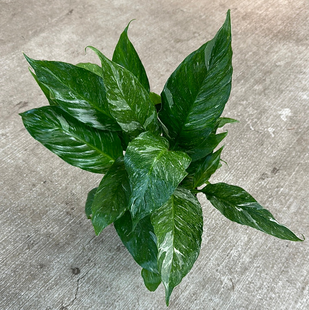 Spathiphyllum x 'Domino' 6" - Peace Lily – Kent East Hill Nursery