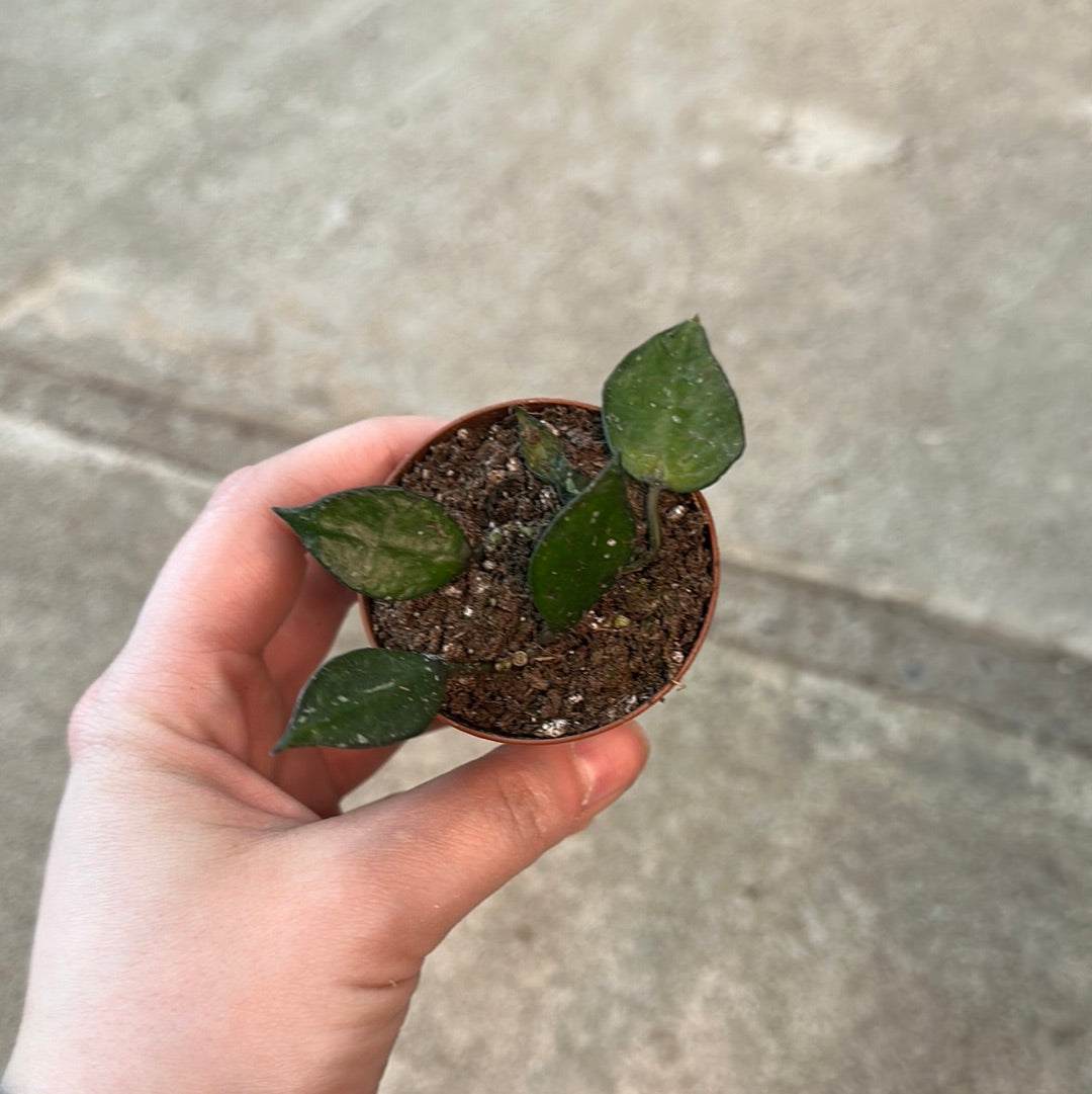 Hoya sp. 2" - Assorted Hoya – Kent East Hill Nursery