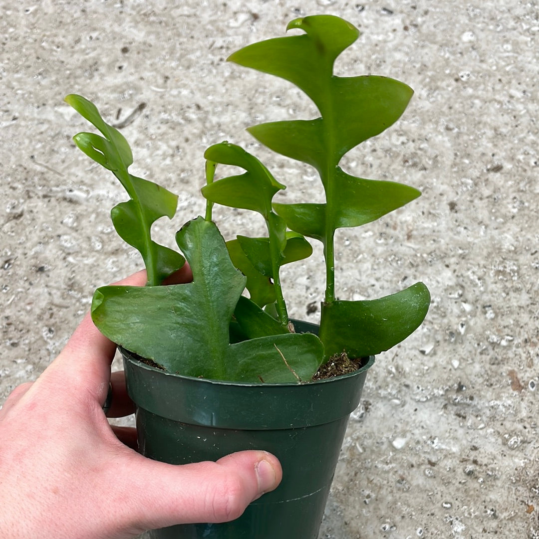 Selenicereus Chrysocardium 4" - Shark Tooth Cactus – Kent East Hill Nursery