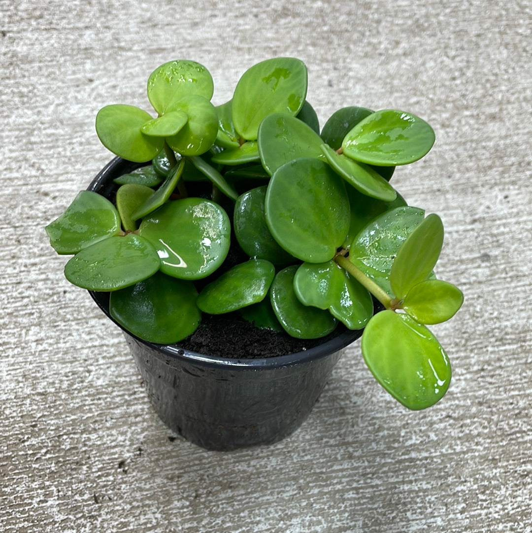 Peperomia 'Hope' 4" – Kent East Hill Nursery