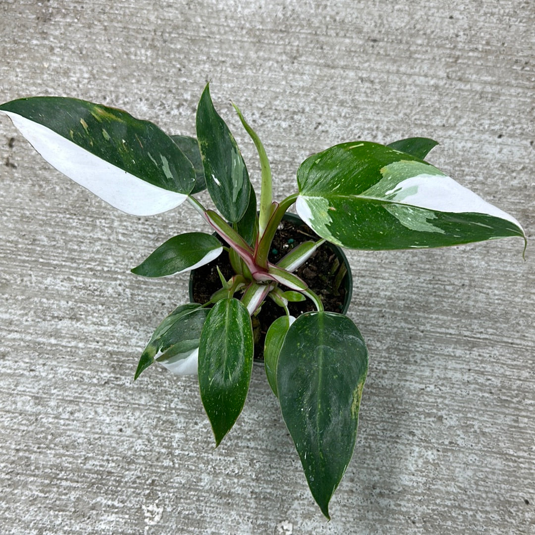 Philodendron White Princess 4" – Kent East Hill Nursery