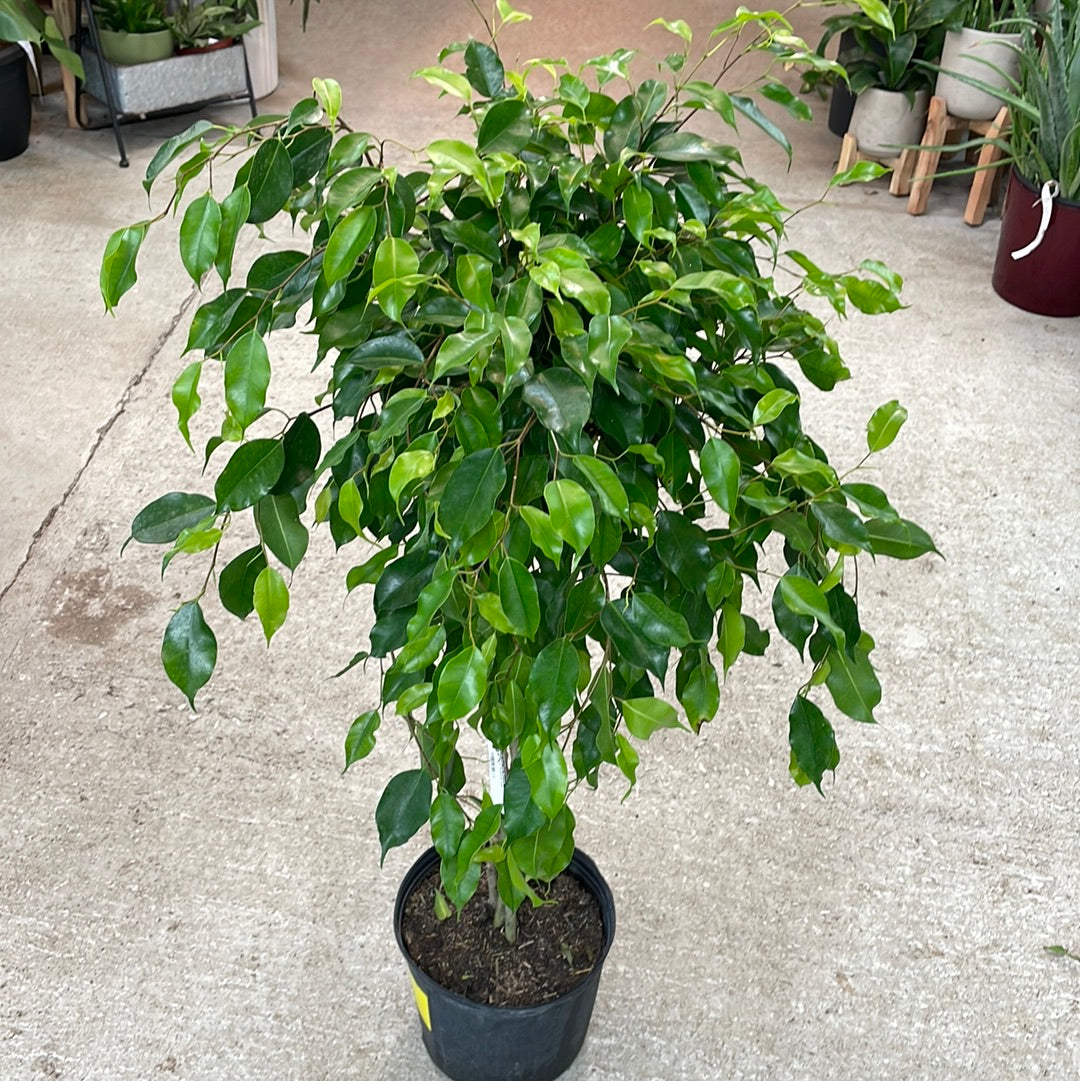 Ficus benjamina braid 10" - Weeping Fig – Kent East Hill Nursery