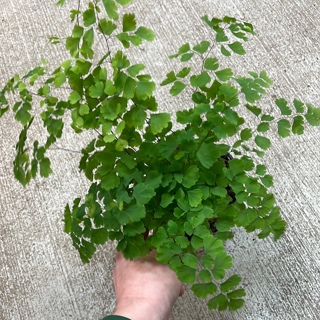 Fern sp. 4" - Fern Assortment – Kent East Hill Nursery