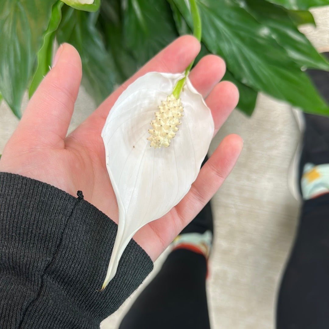 Spathiphyllum Sp. 6" - Peace Lily – Kent East Hill Nursery